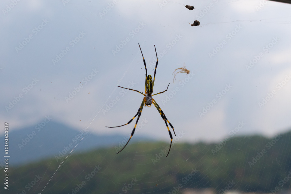 This beautiful arachnid is known as the Joro spider. The yellow and ...