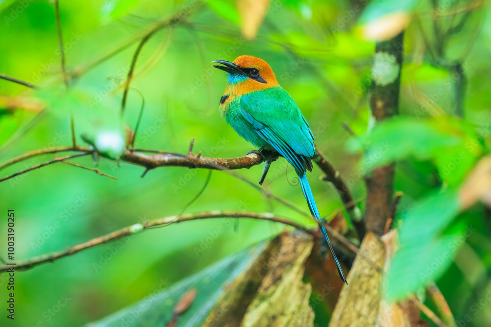 Broad-billed Motmot, Electron platyrhynchum, portrait of nice big bird ...