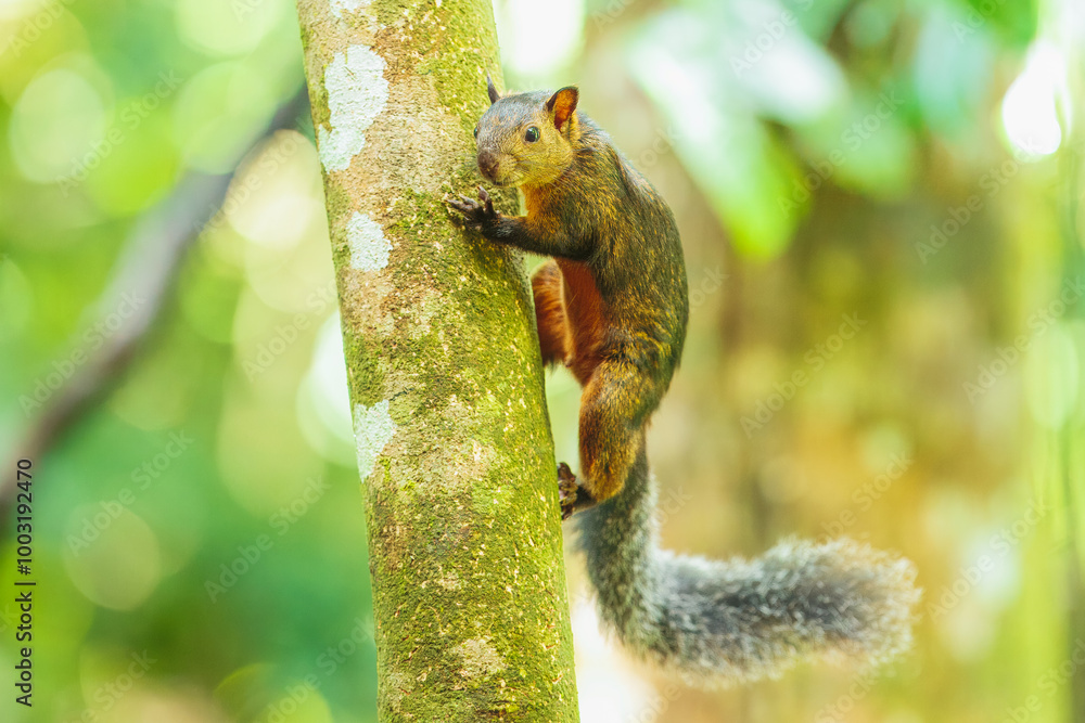 Variegated squirrel (Scariegated squirrel (Sciurus Variegatoides) is a ...