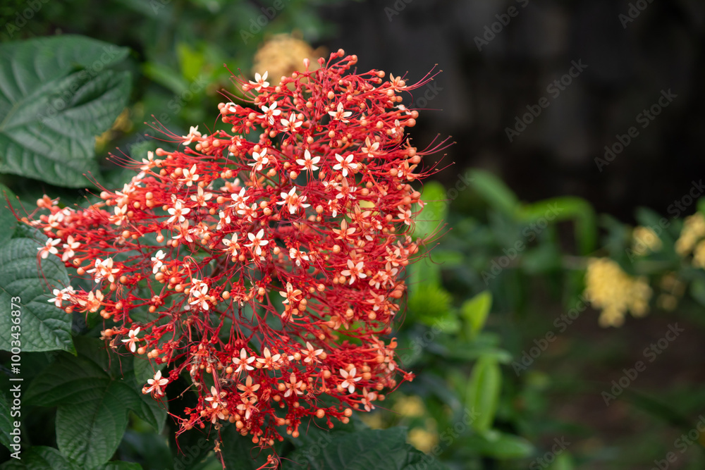 Clerodendrum paniculatum, the pagoda flower, is a species of flowering ...