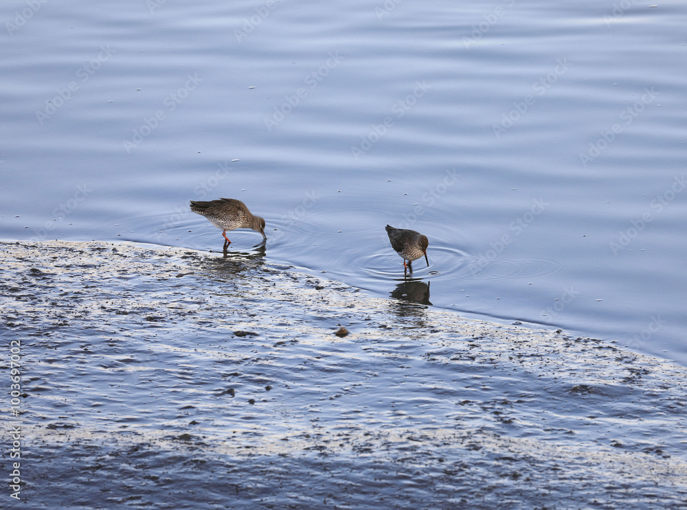 Two snipes on the mud flat at Siheung Gaetgol Eco Park near Siheung-si ...