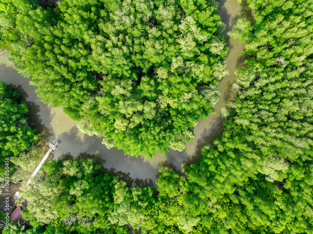 Green mangrove forest. Carbon sequestration and storage. Blue carbon ...