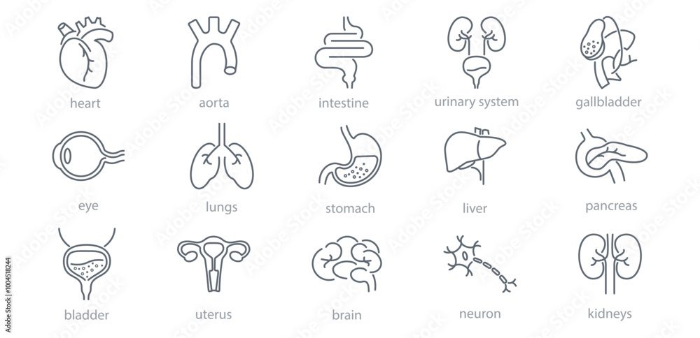 Internal organs line icons set. Liver, vessels, gallbladder, kidney ...