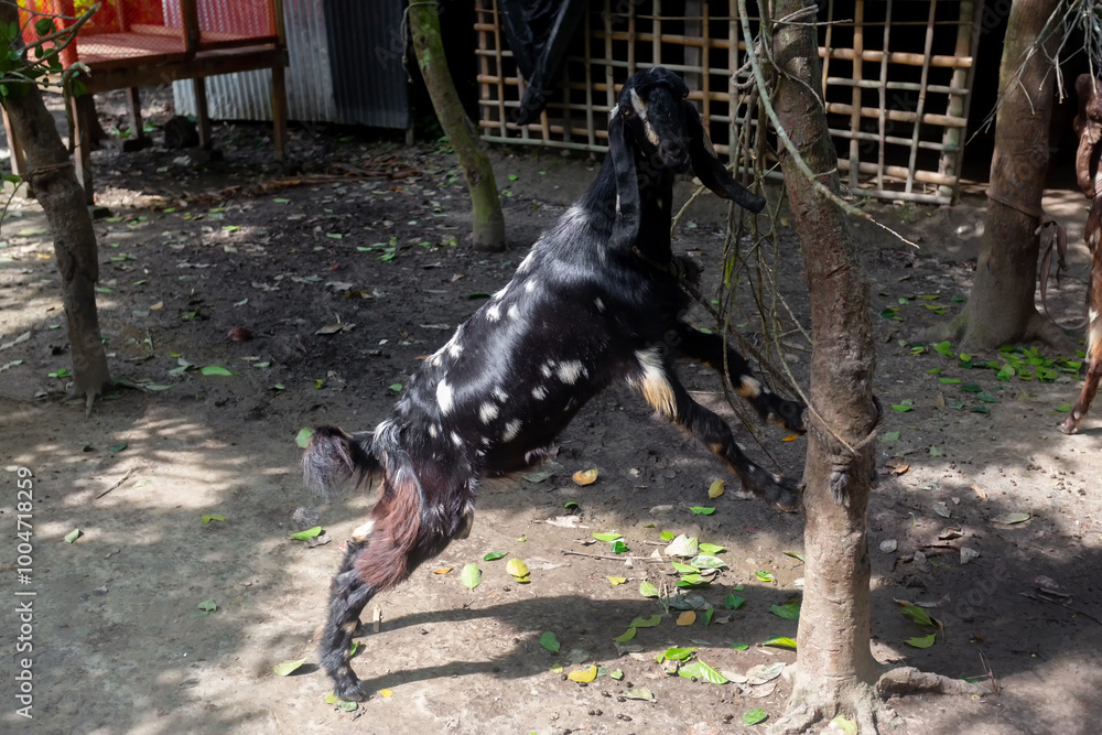 A black and white spot goat eats in tree leaves, A male goat is called ...