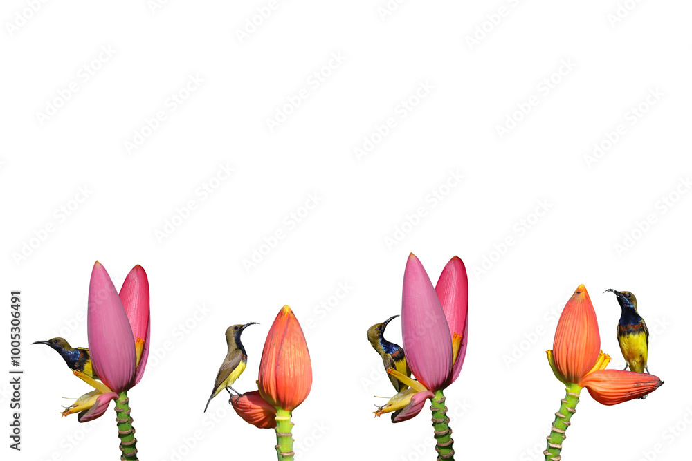 Collage of four Olive-backed sunbird perch on banana blossom to suck ...