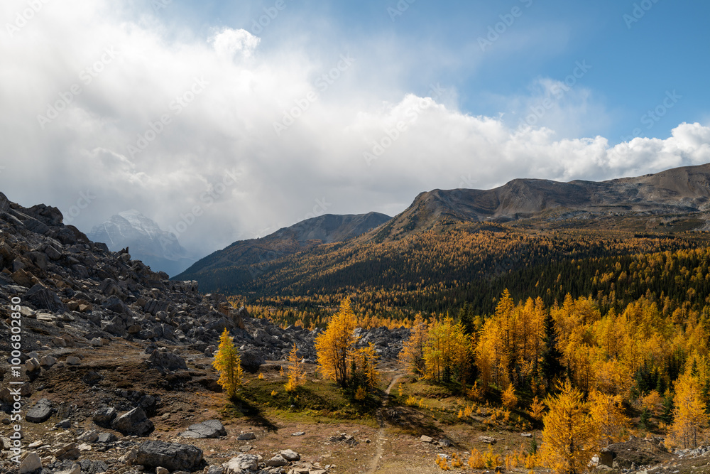 Photos of golden larches on Skoki Loop hike around Skoki Lodge ...