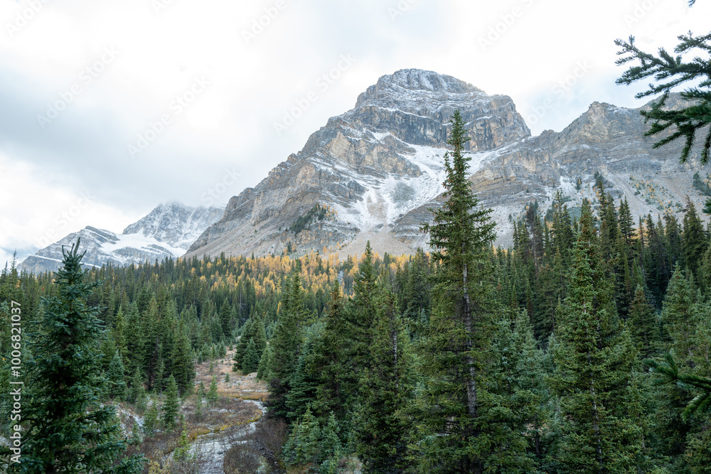 Photos of golden larches on Skoki Loop hike around Skoki Lodge ...