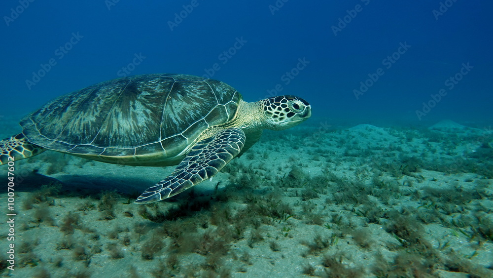 Green turtles are the largest of all sea turtles. A typical adult is 3 ...