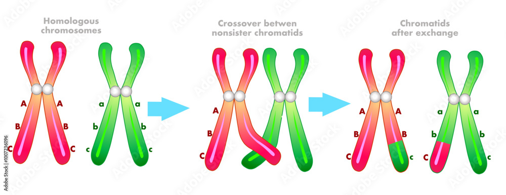 Vetor Chromosomal crossover. Homologous chromosomes crossing, exchange replication diagram ...