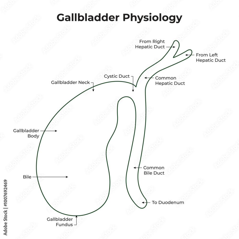 Gallbladder Physiology Bile Gallbladder Body Cystic Duct Common Hepatic ...