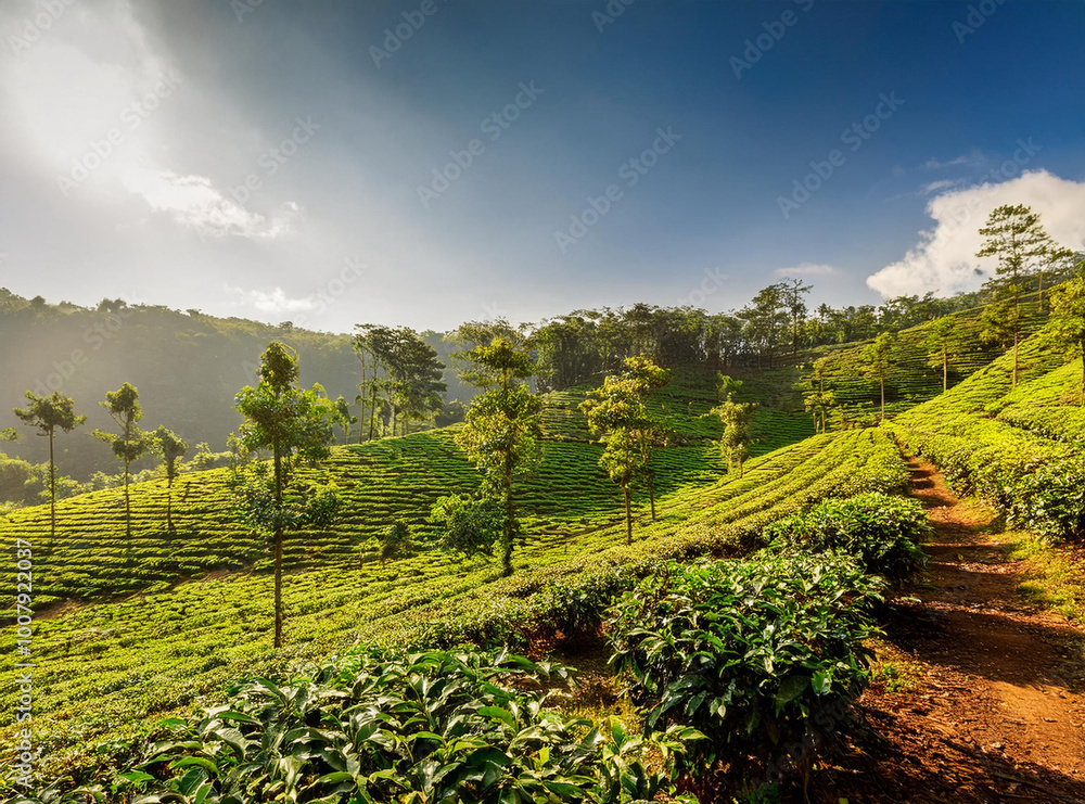 Mercara Gold Estate Coffee Plantation coorg Stock Photo | Adobe Stock