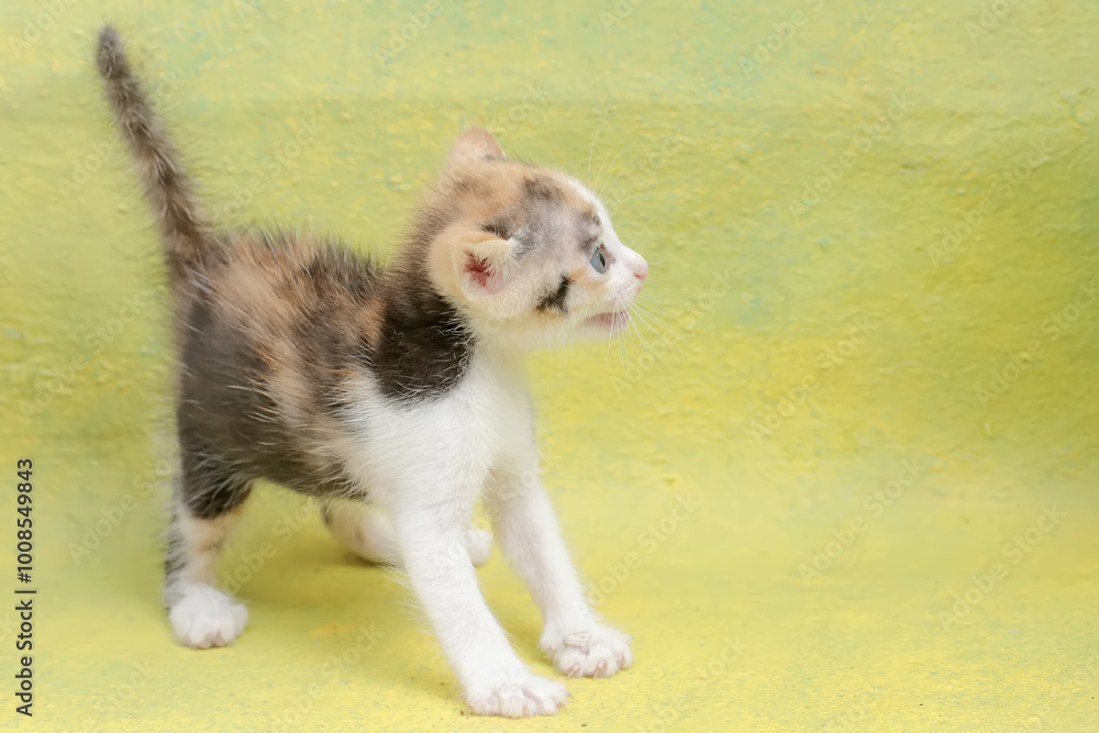 The cute and adorable appearance of a one month old kitten. This mammal ...