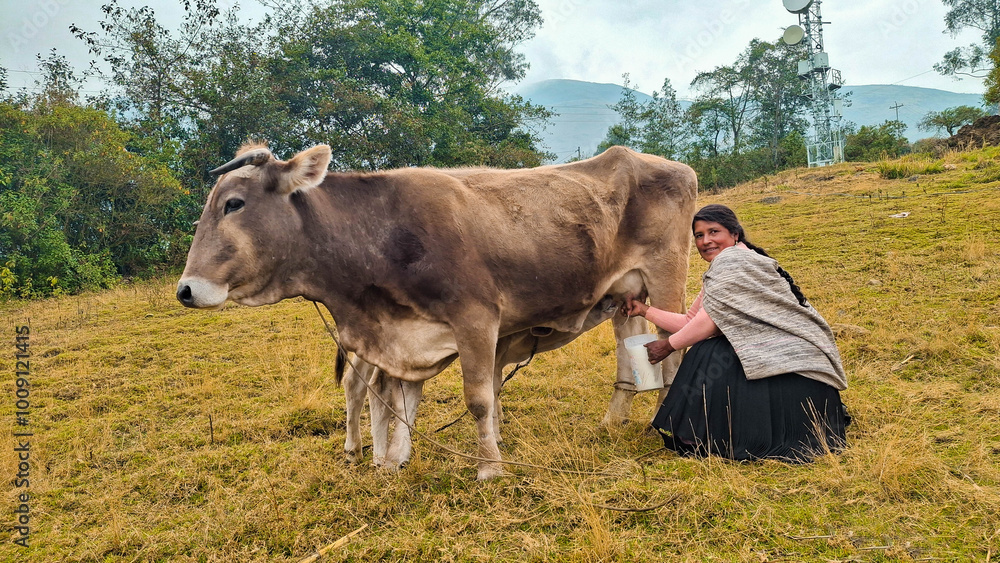 Campesina Andina en Ropa Típica Ordeñando Vaca en la Sierra.Mujer Rural ...