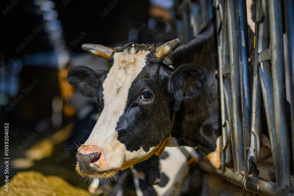 Cow calf in feedlot. Cows head peeking over the fence in the barn ...