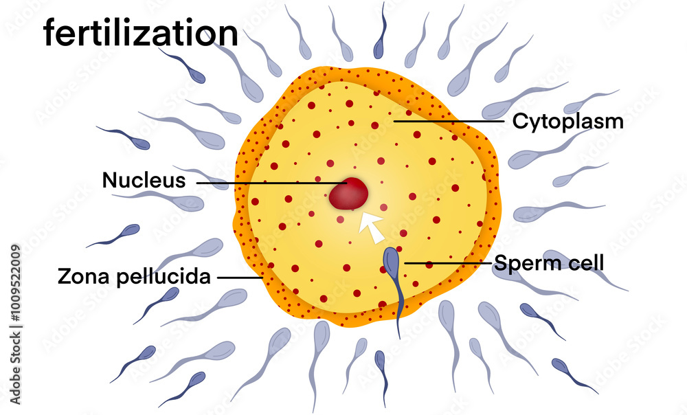 biological illustration depicting the process of fertilization, sperm ...