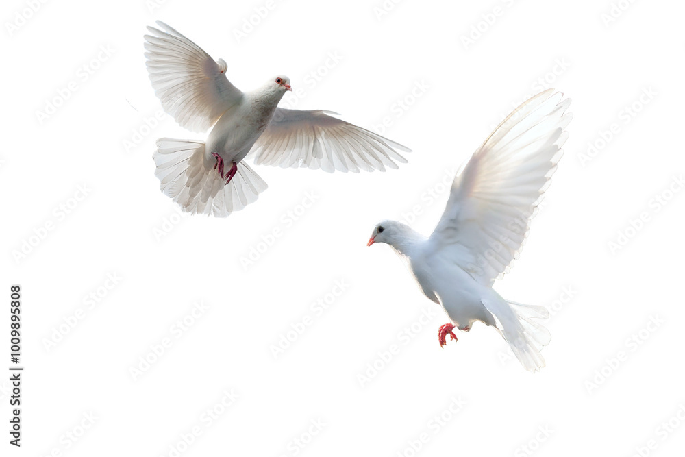 white dove flying, white pigeon PNG, flying birds isolated with transparent background Stock ...