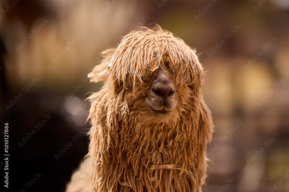Llamas are domesticated animals that have been used by Andean cultures ...