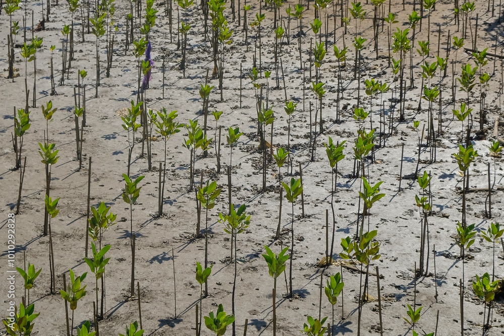 Rows of mangrove trees are starting to grow along the beach. Planting ...