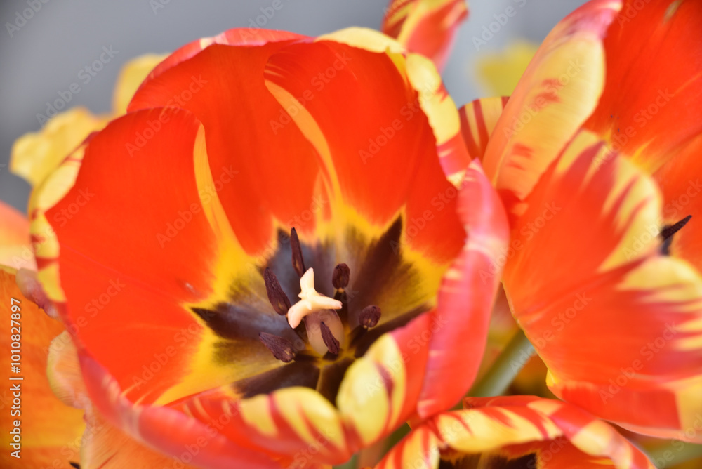 tulips interior view with stamens and pistil and base of petals Stock ...