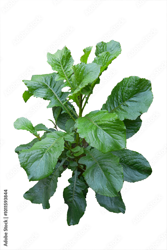 Tapak Liman leaves (Elephantopus scaber L), a wild plant as an ...