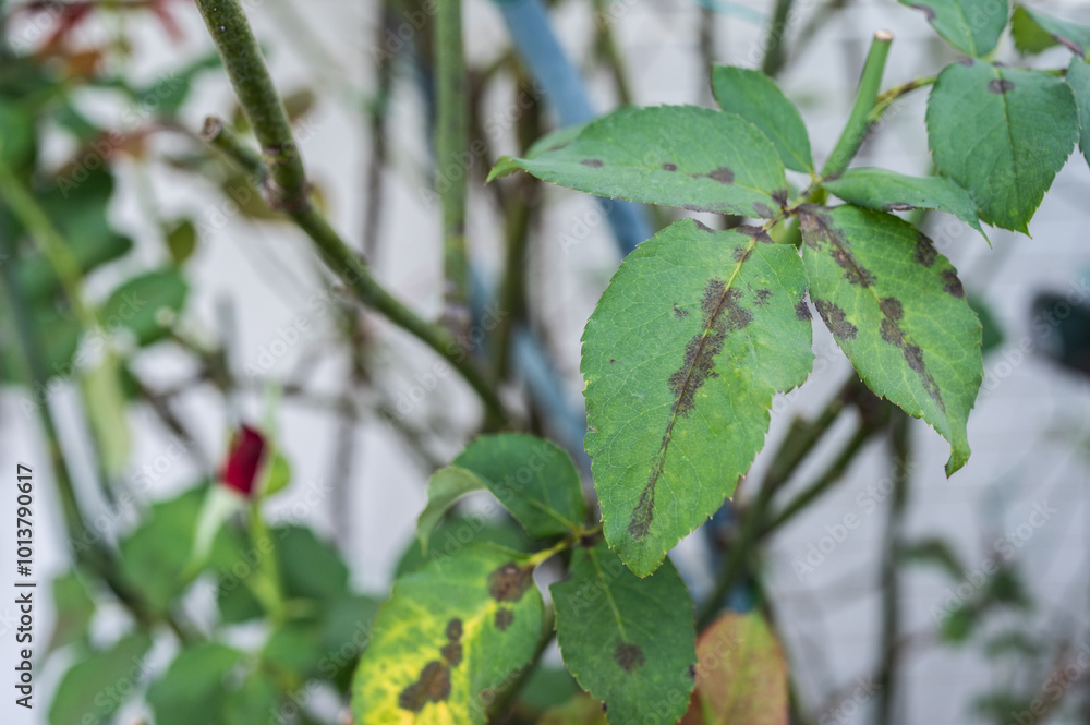 Downy mildew on roses leaf. Downy mildew of rose is a widespread ...