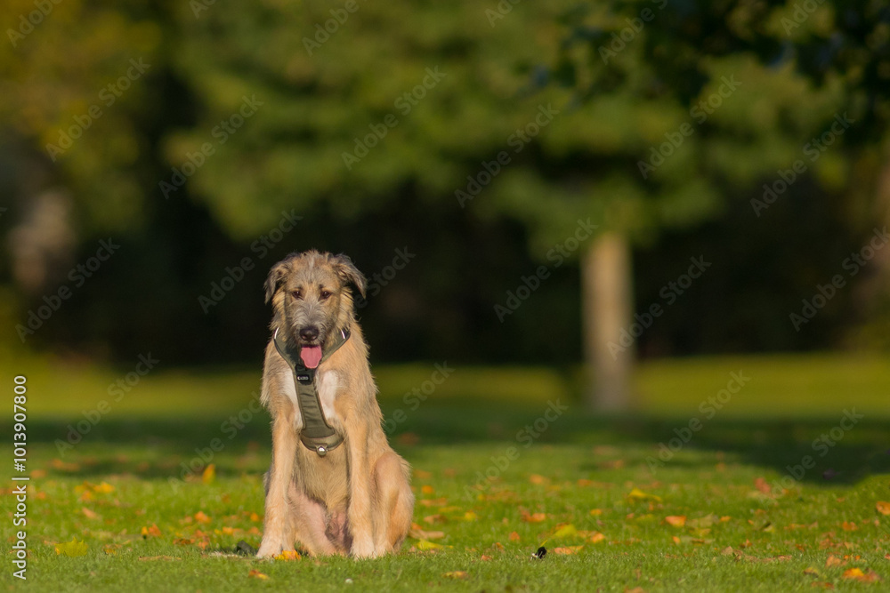 The majestic Irish Wolfhound walks runs along the open autumn fields in ...
