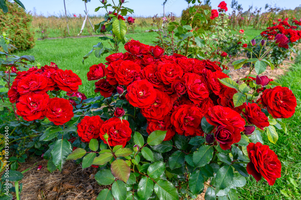 Garden with lawns, rows of pink roses in the newly developed territory ...