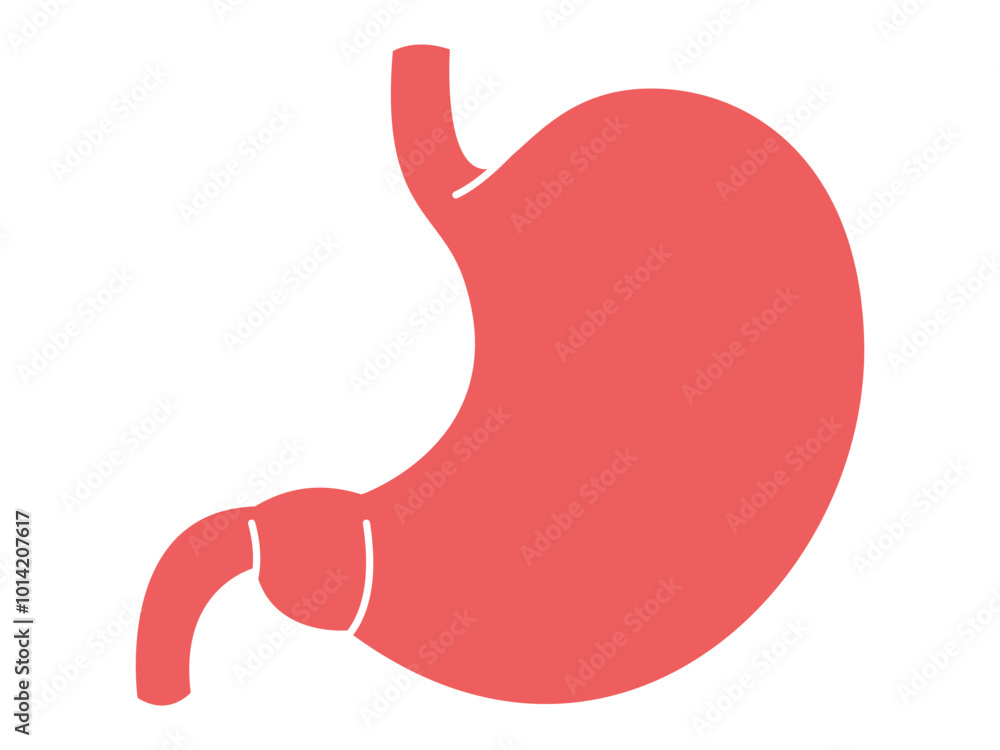 Stomach digestive human organ colored version anatomy science biology ...