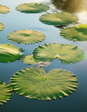 Lily Pads In A Pond Free Stock Photo - Public Domain Pictures