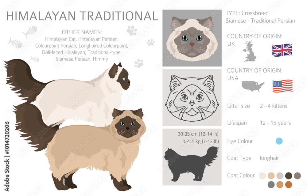 Himalayan Persian Cat clipart. Traditional type. All coat colors set ...