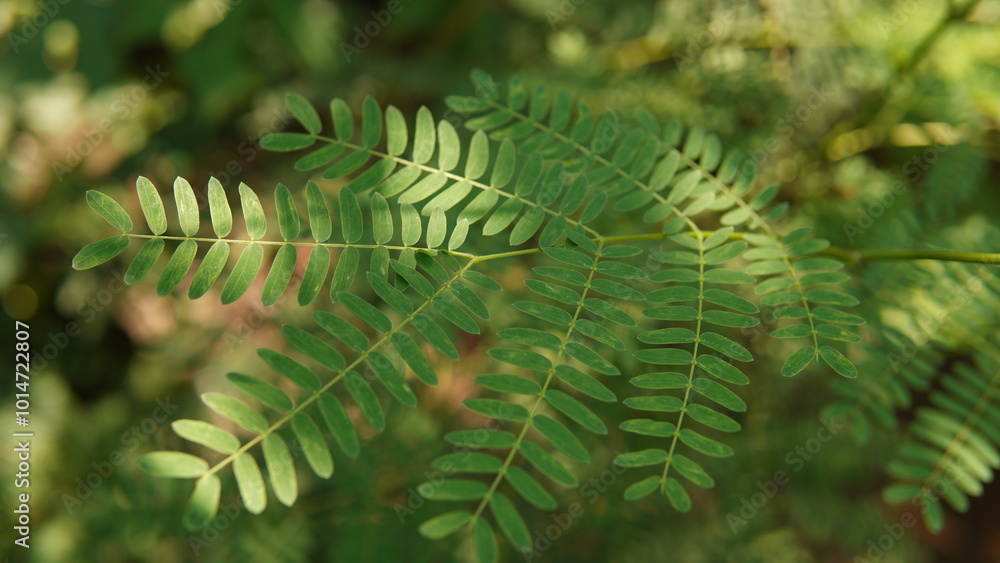 leaves of the wild tamarind plant. leucaena leucocephala (white lead ...
