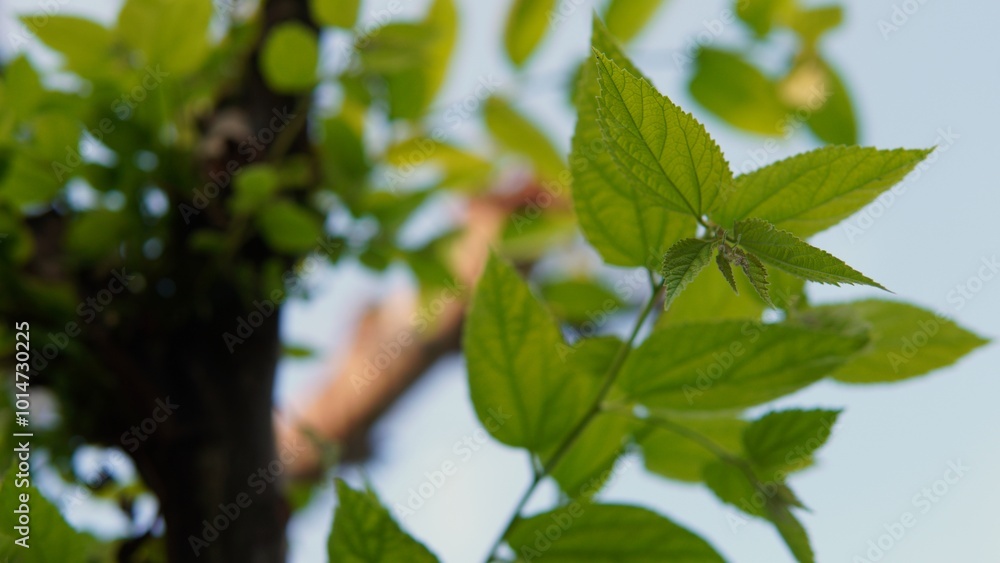 Foto de Stock green leaves of the muntingia calabura or ( Buah Cheri ...