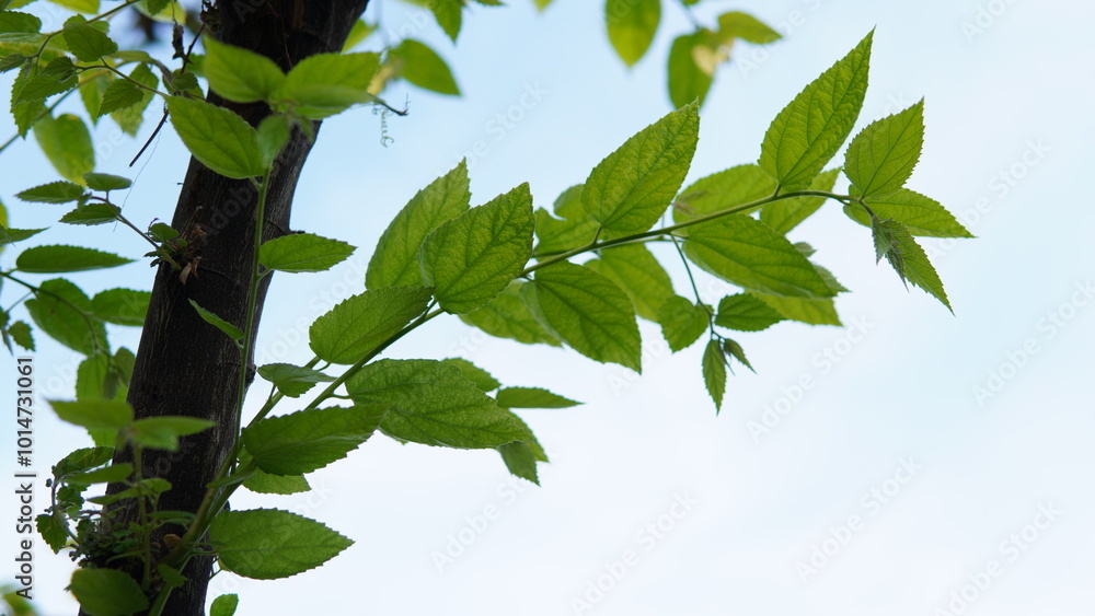 green leaves of the muntingia calabura or ( Buah Cheri, Malayan Cherry ...