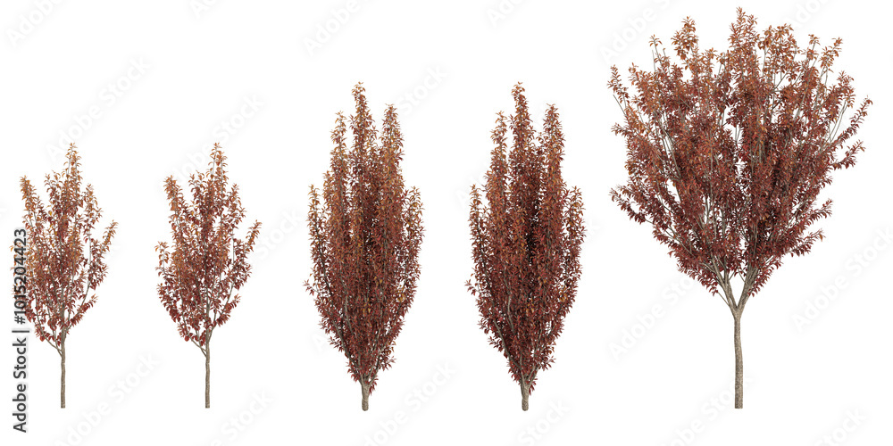 collection of Rohan Obelisk trees isolated on white background Stock ...