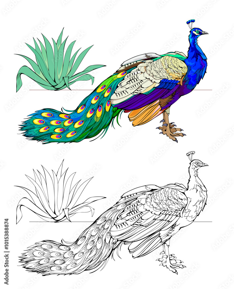 Colorful and black and white page for coloring book. Illustration of a ...