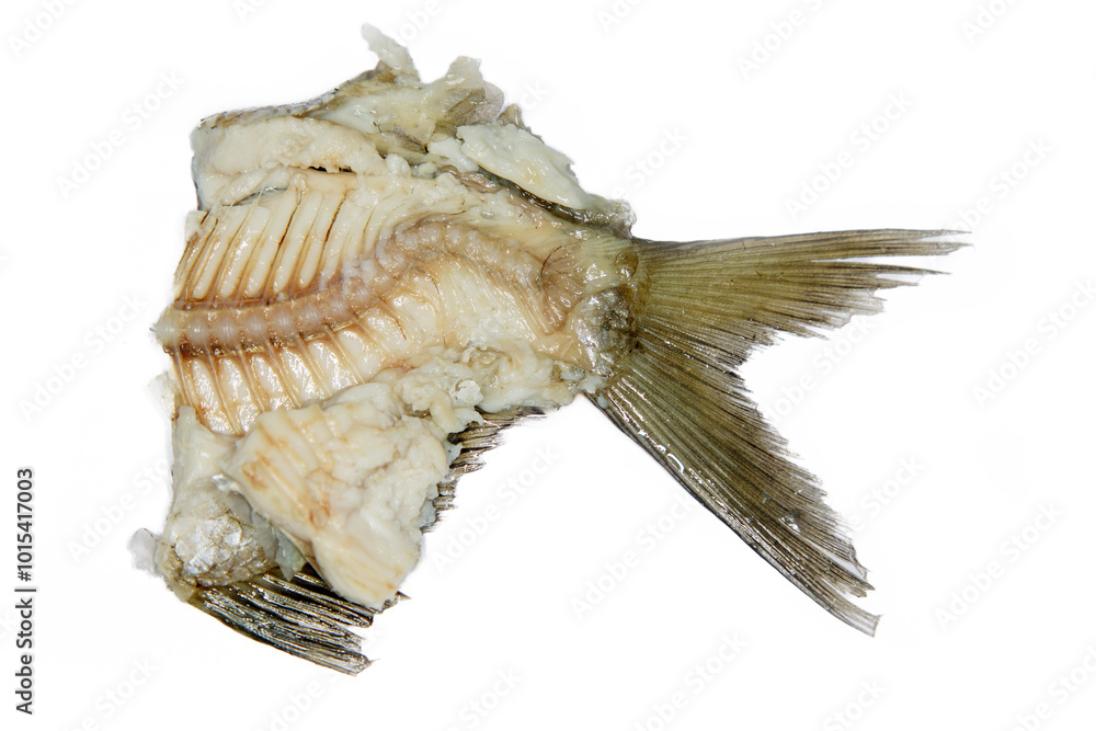 Pathoanatomy. Dissection of spine in Caspian bream (Abramis brama ...