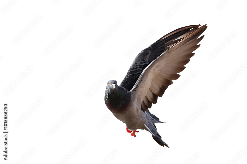 Beautiful flying pigeon isolated on transparent background png file ...