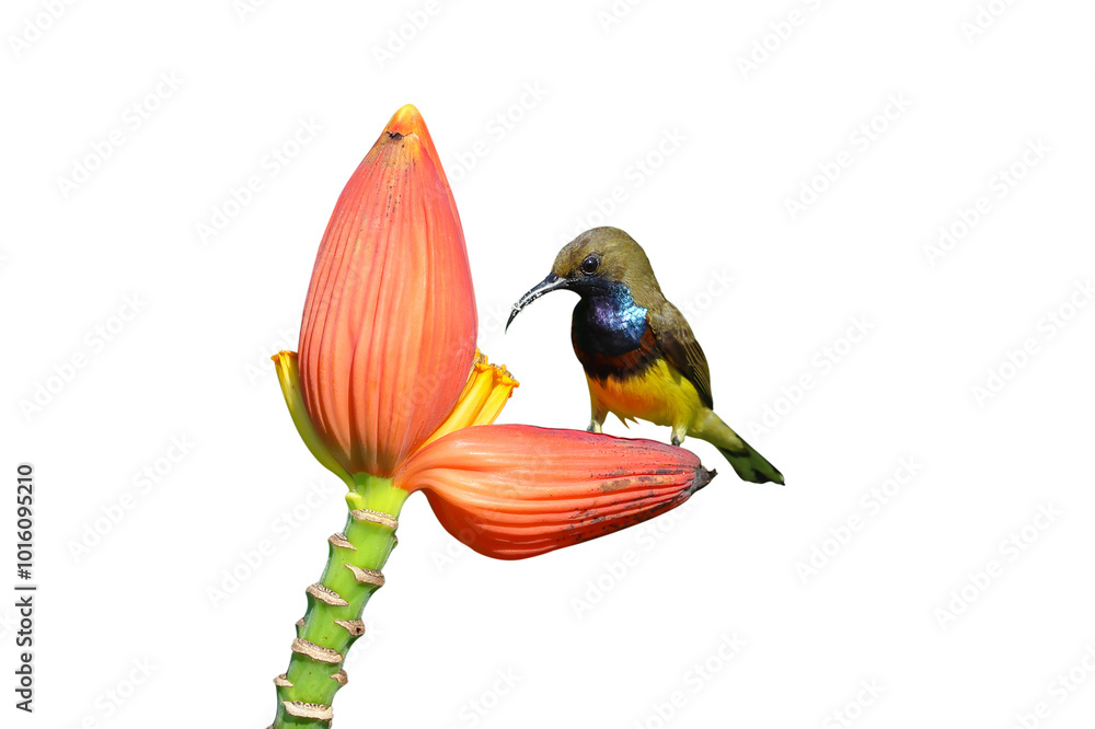 Beautiful Olive-backed sunbird perch on banana blossom to suck nectar ...