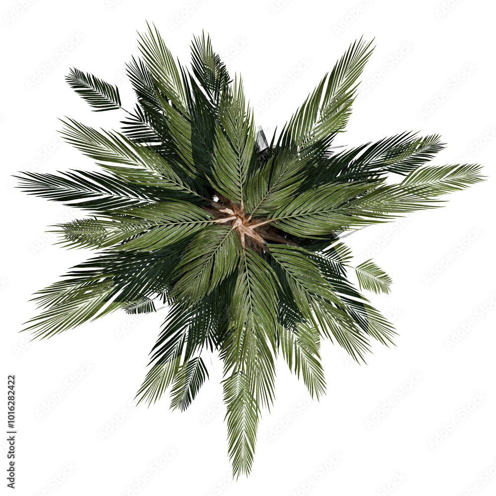 Palm tree - Top view - Transparent background, PNG Stock Illustration ...