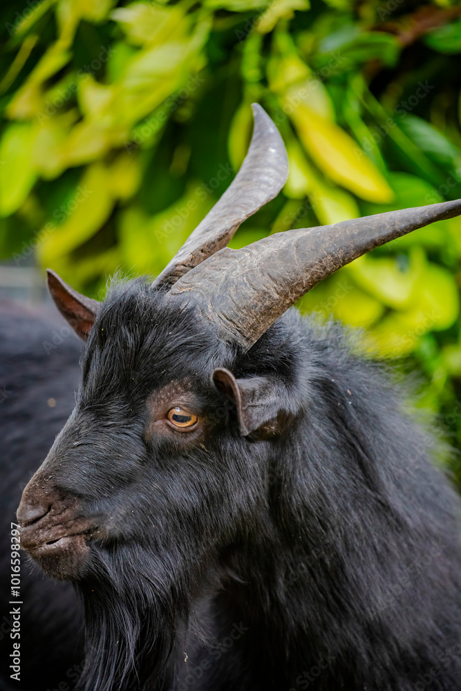 Pygmy goat is a small, hardy breed of domestic goat known for its ...