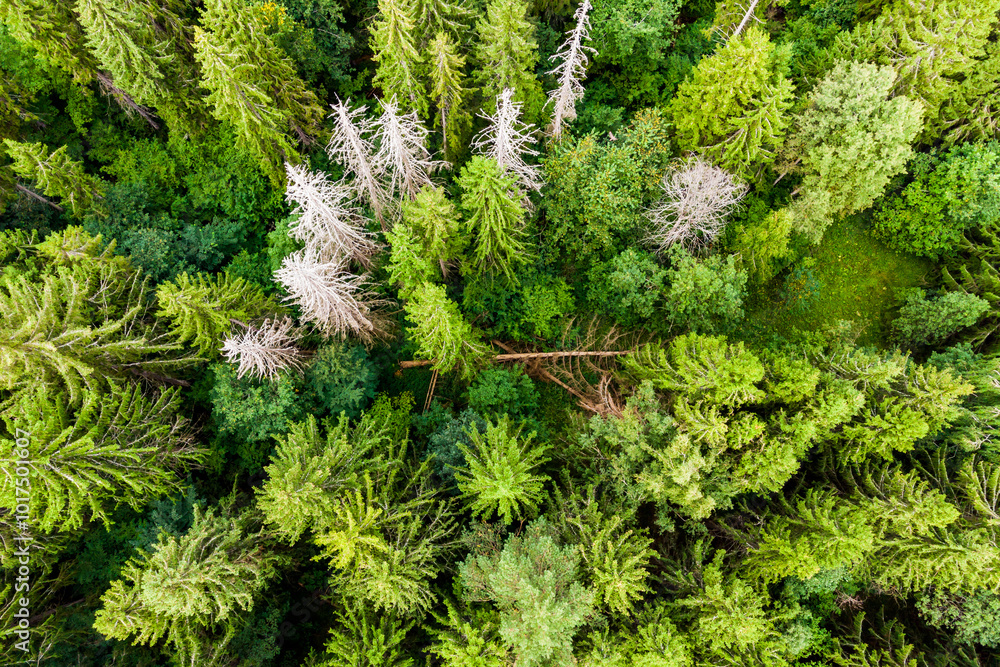 Bird's eye view of tree tops in a coniferous forest, dry dead spruce ...