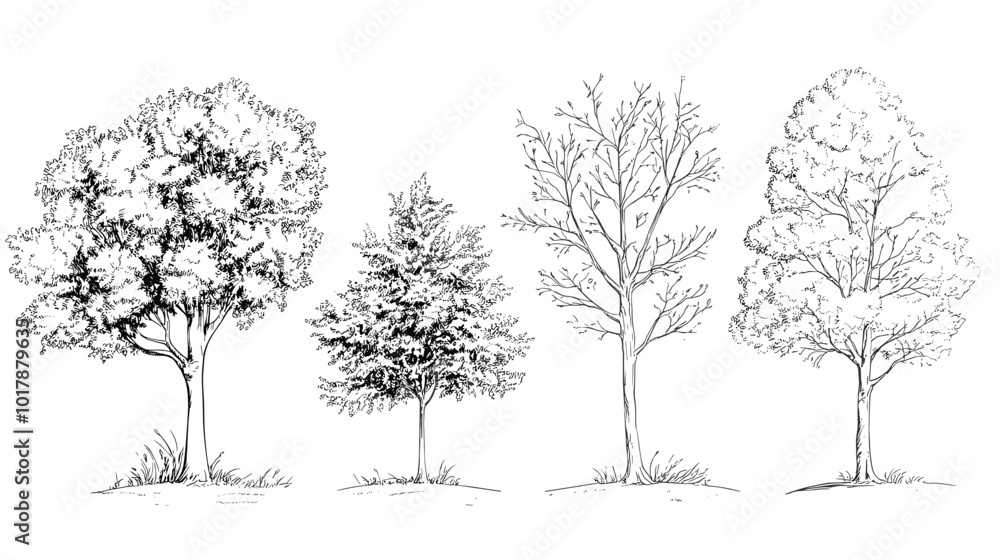 Architectural Drawings, Minimal style cad tree line drawing, Side view, set of graphics trees ...