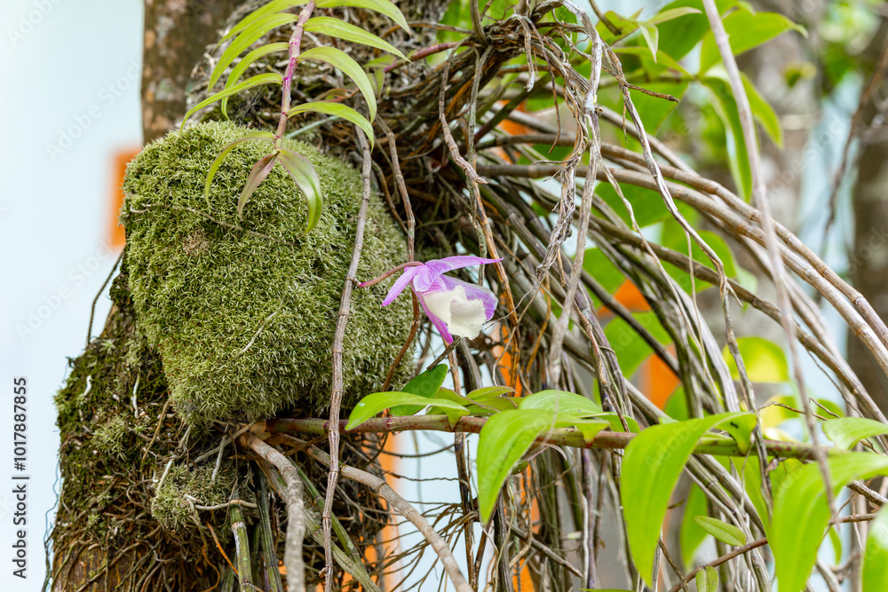 Dendrobium aphyllum, commonly known as the hooded orchid (dou chun shi ...