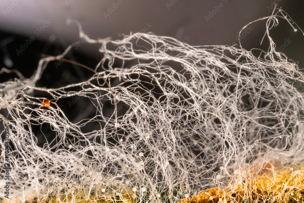 Penicillin and aspergillum mold on bread. Colonies of species of mold ...