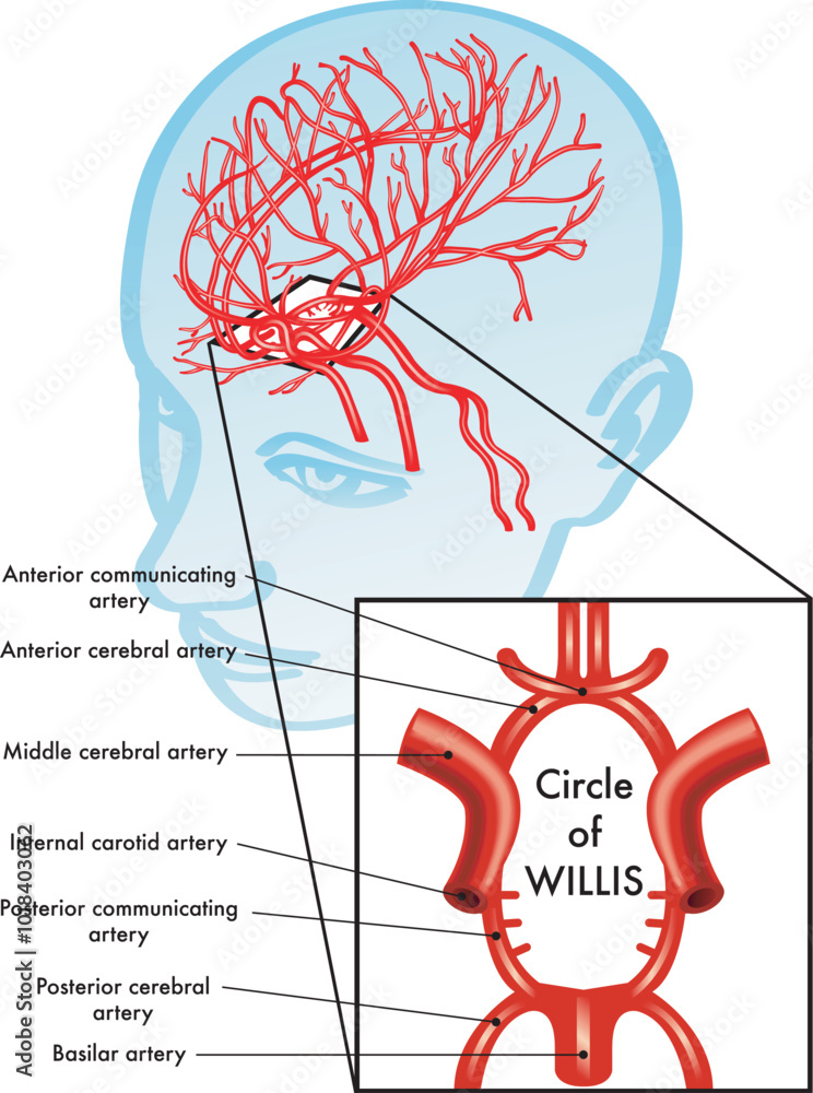 Medical illustration showing the location of the Circle of Willis in ...