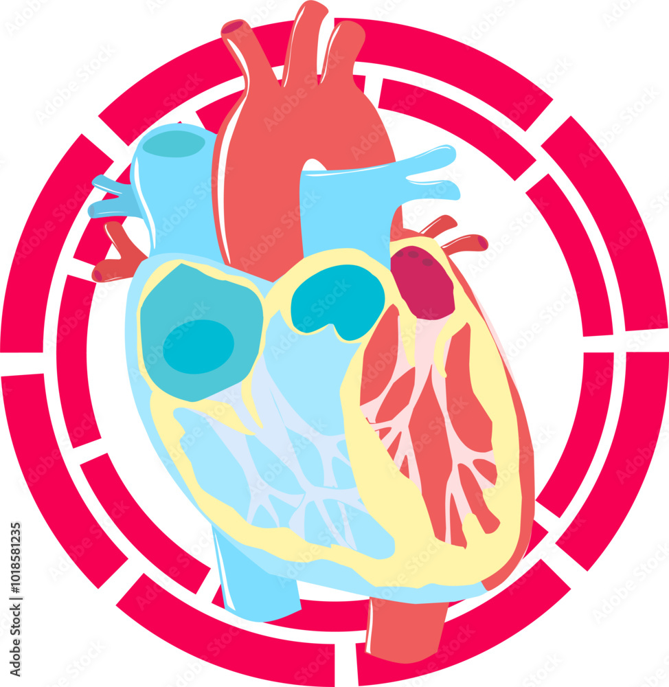 Anatomy of the human heart. With red line border. Heart section. Blood ...