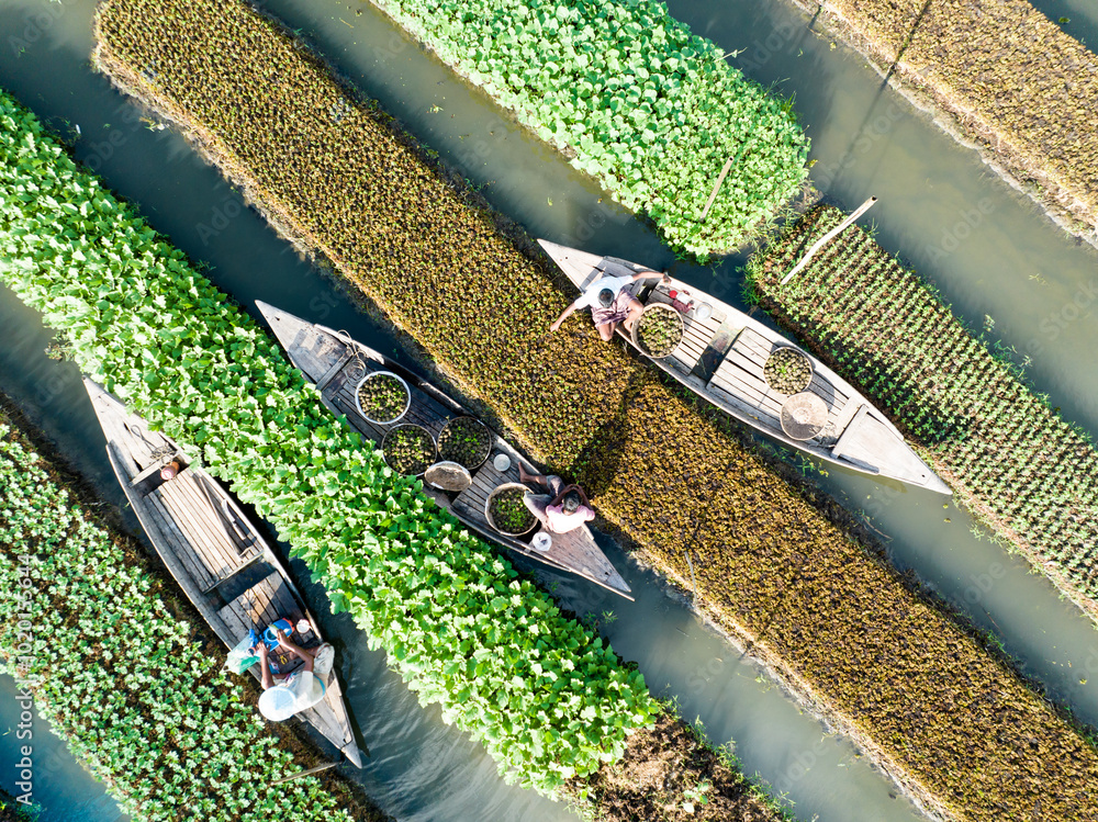 Floating farming process in Bangladesh to fight the impact of climate ...