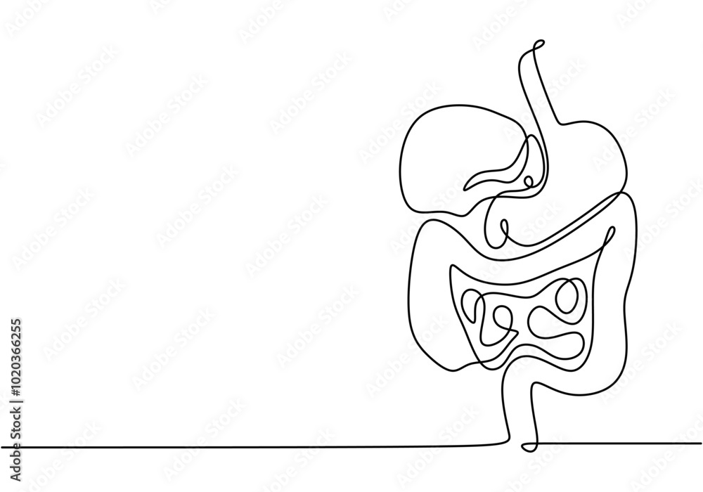 Digestive System One Line Drawing. Minimalist healthcare concept ...