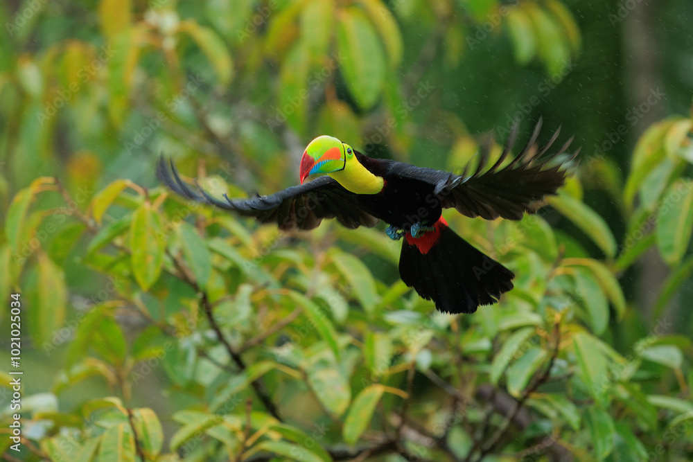 Flying the yellow-throated toucan (Ramphastos ambiguus) is a species of ...