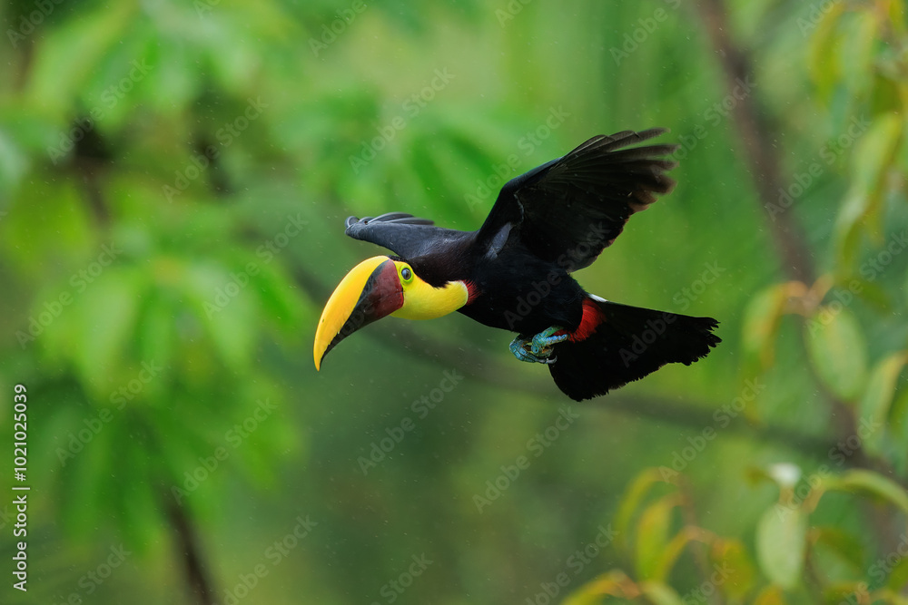 Flying the yellow-throated toucan (Ramphastos ambiguus) is a species of ...